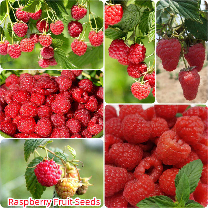 Raspberry Fruit Seeds Pokok Buah Buahan Hybrid Fruit Tree Seed Bonsai ...