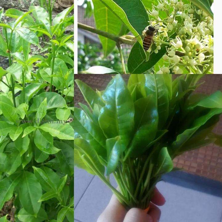POKOK TENGGEK BURUNG | Lazada