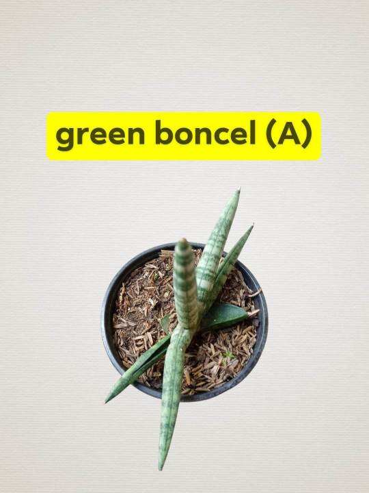 Silver/Green Boncel (sansevieria) | Lazada PH