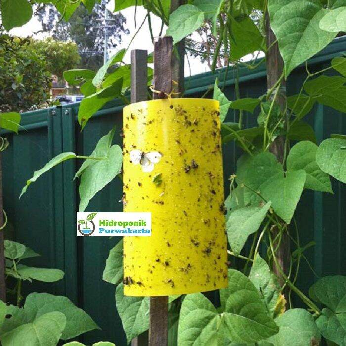 Yellow Trap Perangkap Kuning Fly Trap Perangkap Serangga Lem Serangga ...