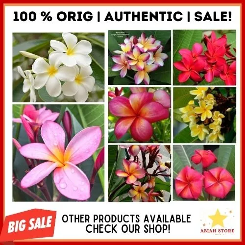 Fragrant Kalachuchi Plumeria Frangipani Calachuchi Cuttings or Seeds ...