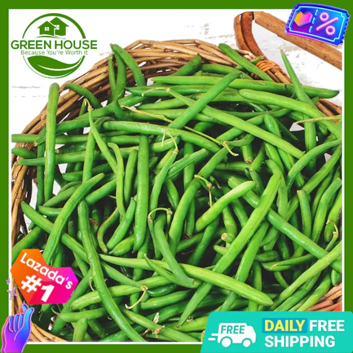 [Green House] Baguio Beans Seeds for Planting Vegetable Plants (25 Seed ...