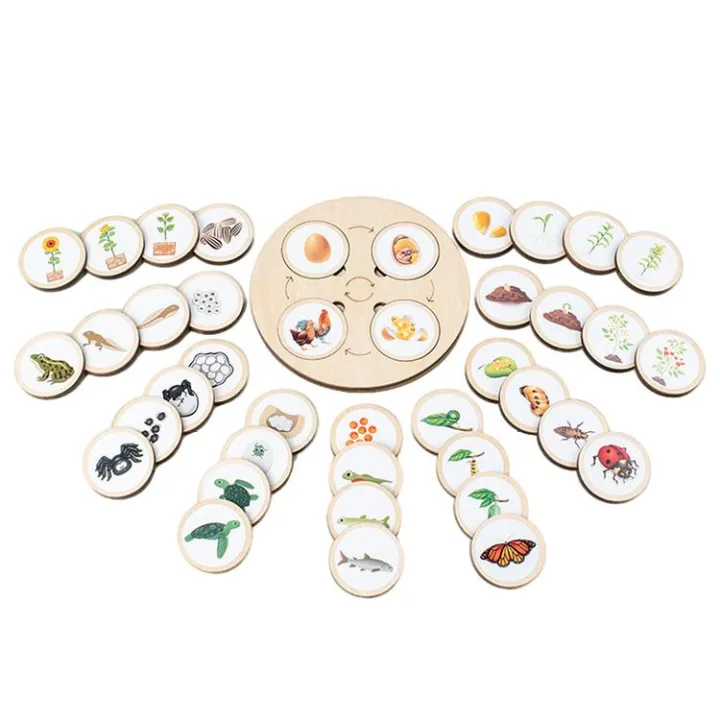 Life Cycle Puzzle Kit Toddler Wood Puzzle Toys Life Cycle Wooden Jigsaw ...