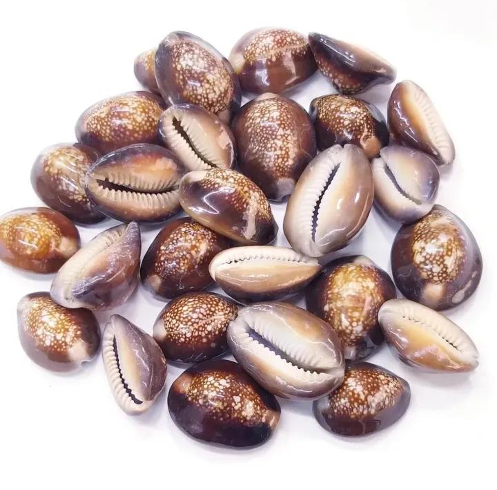 Black Koudi/Kaudi/Cowrie -Energised with Mantras (Raja Black Cowdy)- 5 ...