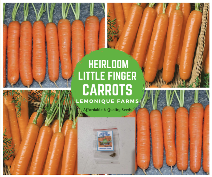 Carrot seeds - Danver Carrots, Tendersweet Carrots Little Finger ...