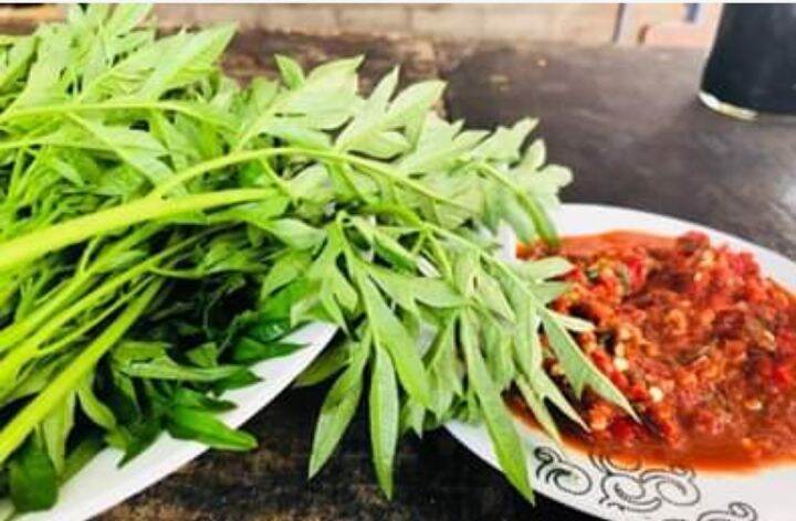 ULAM RAJA SEEDS (OWN FARM ALL NEWLY HARVEST,150 SEEDS PER PACK) | Lazada