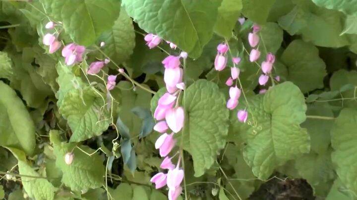 Tanaman Rambat Air Mata Pengantin - Mexican Creeper - Tanaman Rambat ...