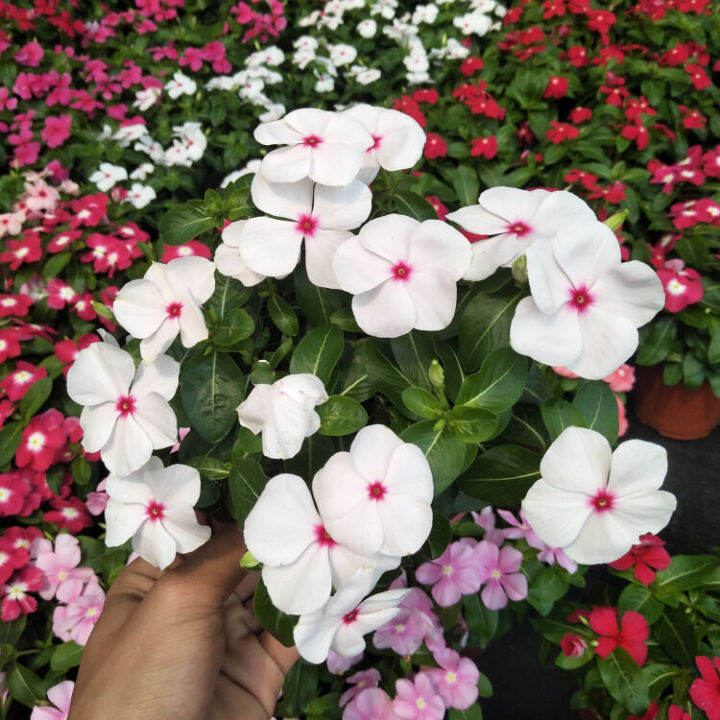 100Pcs Rare Periwinkle Flower Seeds Catharanthus Roseus Vinca Seeds for ...