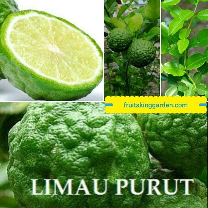 ANAK POKOK LIMAU PURUT HYBRID THAILAND Buah Buahan Fruits Live Plant ...