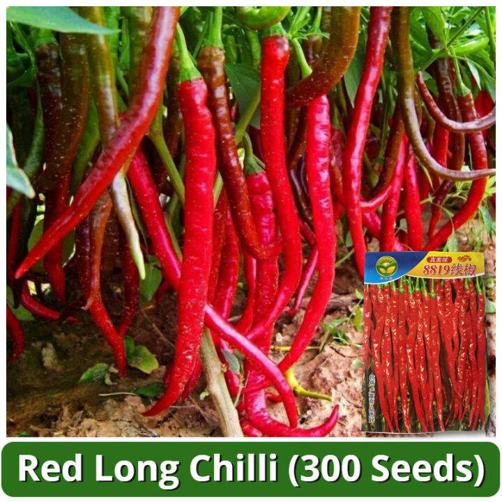 High Yield Red Long Chili Seeds (300 Seed) Long Hot Pepper Seeds ...