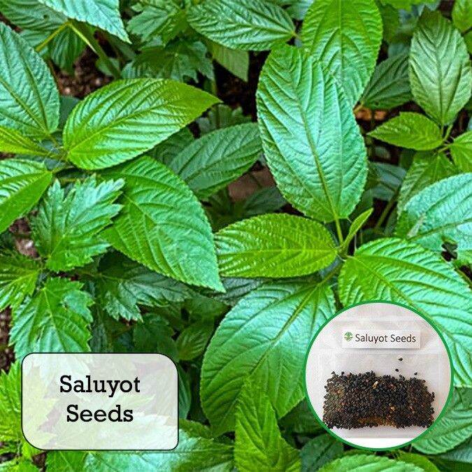 Saluyot Seeds approx. +500 seeds | Lazada PH