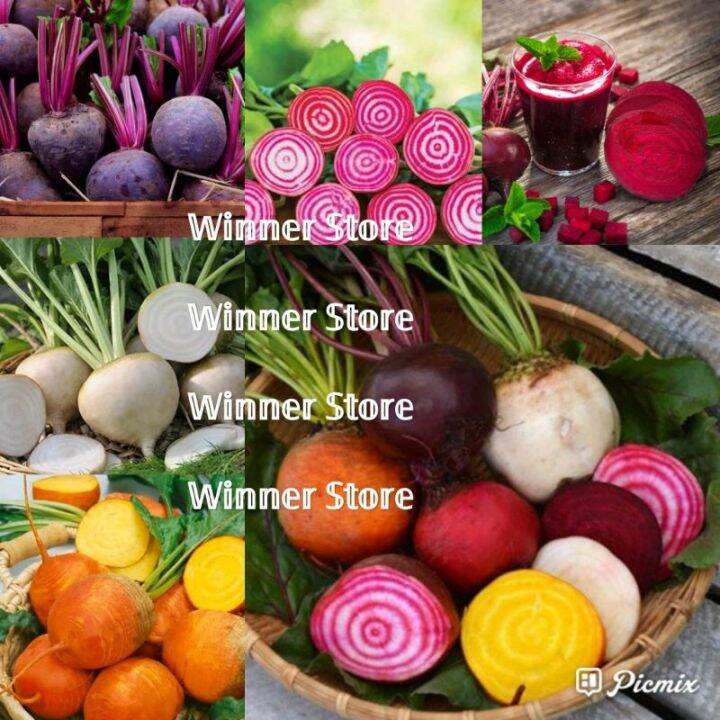 12 butir biji benih bit beet beetroot vegetable beta vulgaris table ...