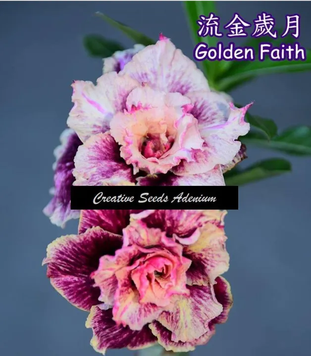 5 Pcs Adenium Seeds Bunga Kemboja Fu Gui Flower Seed - Golden Faith ...