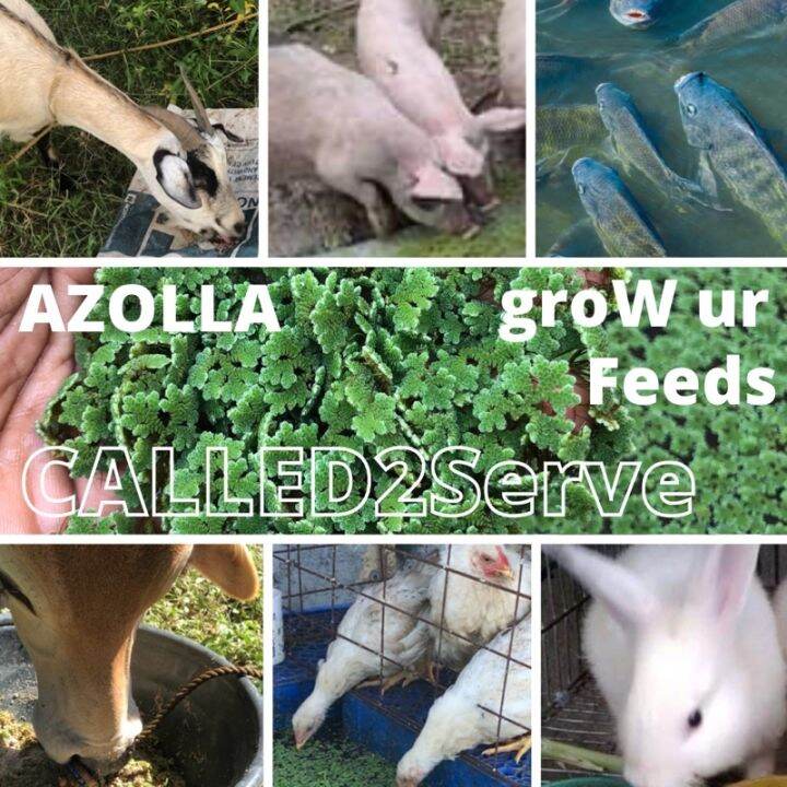 ♂AZOLLA Feeds LIBRE Pakain ½ kg Azola ORGANIC Fast GROW Baboy Asola ... ♂AZOLLA Feeds LIBRE Pakain ½ kg Azola ORGANIC Fast GROW Baboy Asola ...