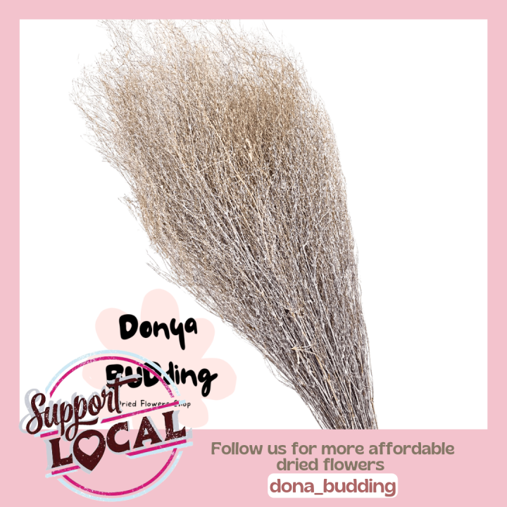 Dried Local Misty | Dried Flowers| Preserved Flowers | Donya BUDding ...