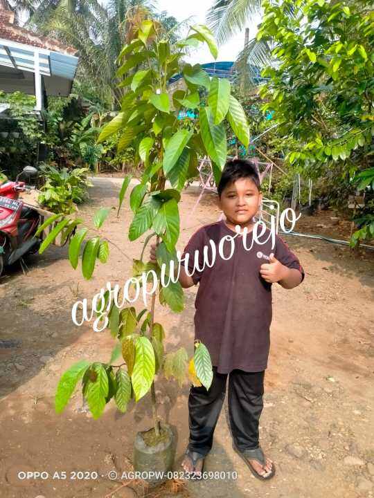 Bibit Tanaman Kayu Ulin / Iron wood / Kayu Besi - Langka 1m Up | Lazada ...