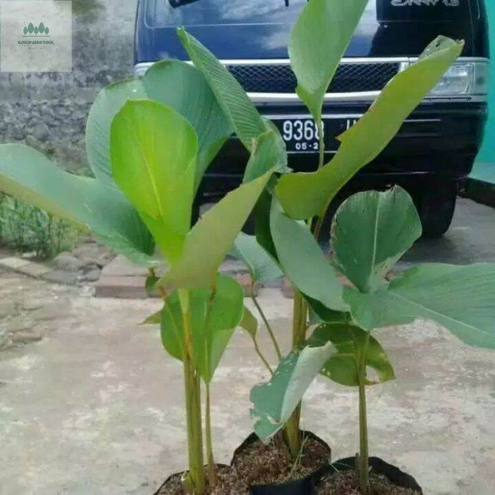 Tanaman Hias Pisang Calathea Pohon Pisang Kipas Heliconia Calathea