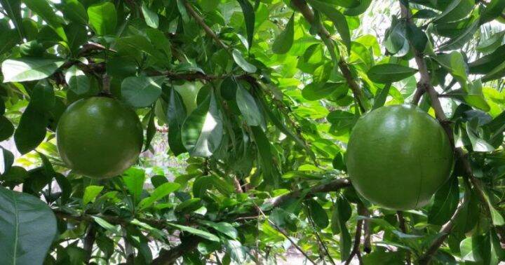 Buah Labu kayu (Crescentia Cujente) buah Maja, Applewood | Lazada