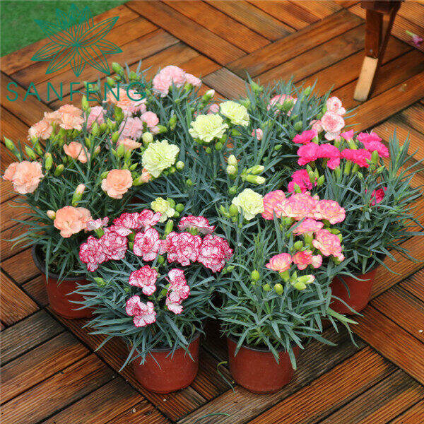 Ready Stock Philippines 100pcs/ Carnation Seeds Balcony Potted ...