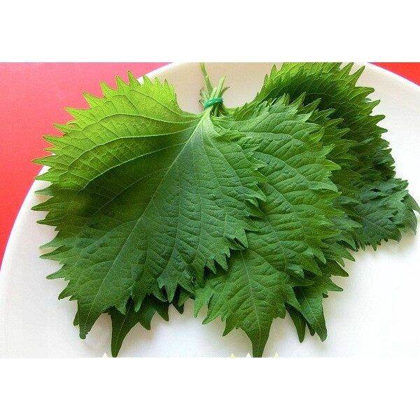 เมล็ด พันธุ์ ใบงาเกาหลี เมล็ดพันธุ์ชิโสะ สีเขียว Green Shiso 50-120 เมล็ด เมล็ดใบงาเกาหลี โอบะ ...