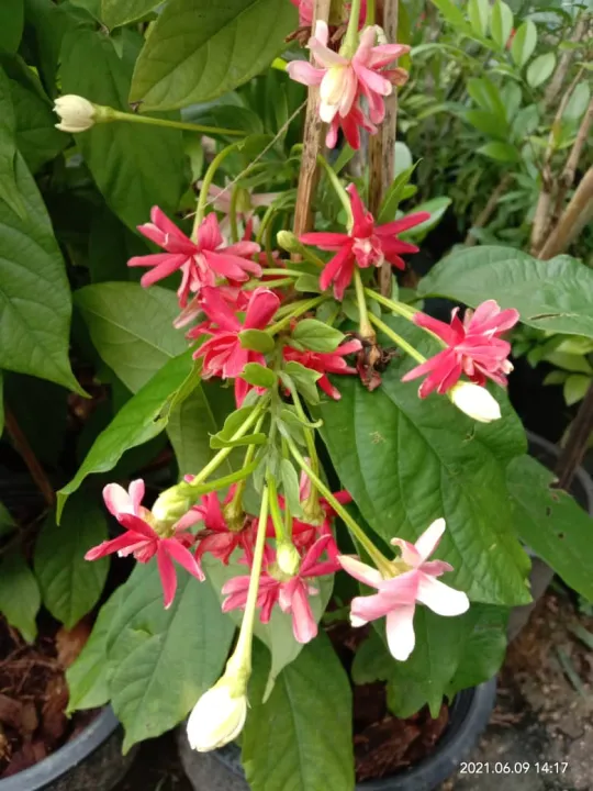 MM- Anak Pokok Akar Dani Hawaii (Chinese Honeysuckle Hawaii) | Lazada