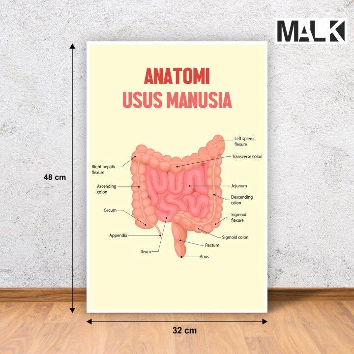 Poster ANATOMI USUS | Lazada Indonesia