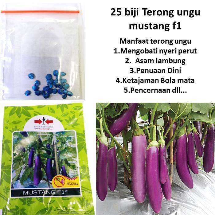 25 biji benih MUSTANG F1 terong ungu cap panah merah | Lazada Indonesia