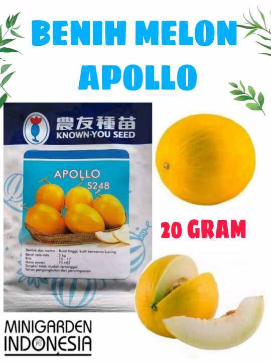 BENIH MELON APOLLO 20GRAM biji melon golden emas kuning known you seed ...
