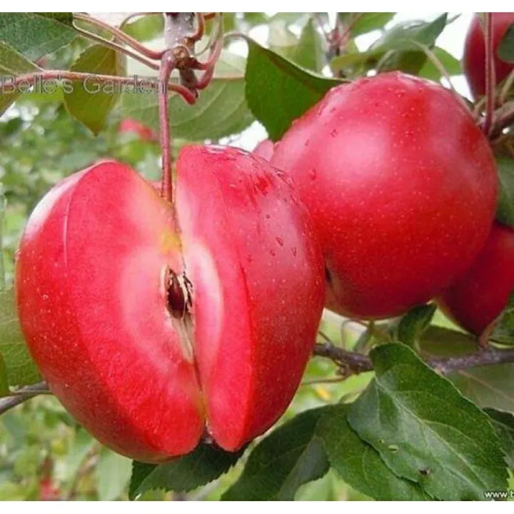 เมล็ดพันธุ์ แอปเปิ้ลเนื้อแดง (Red Meat Apple)บรรจุ 10 เมล็ด คุณภาพดี ...