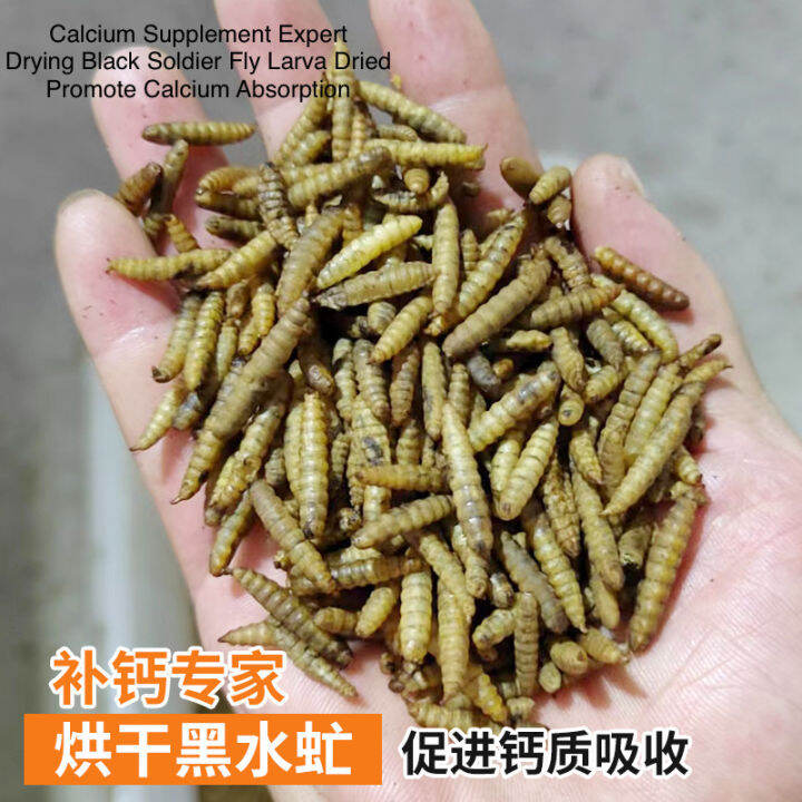 Dried BSF Larvae Dried Black Soldier Fly Larvae | Lazada