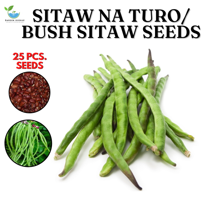 SITAW NA TURO/BUSH SITAW/LOS BANOS VARIETY (25 pcs. seeds) | Lazada PH
