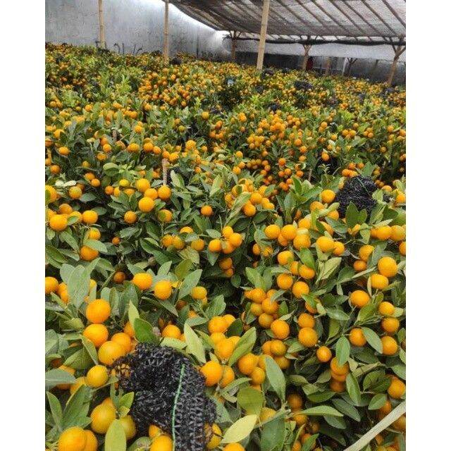 Bibit Buah Jeruk KIMKIT ASLI ORIGINAL RASA MANIS | Lazada Indonesia