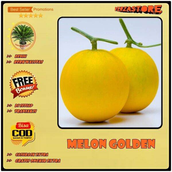 biji/benih/bibit buah melon golden super /5 biji | Lazada Indonesia