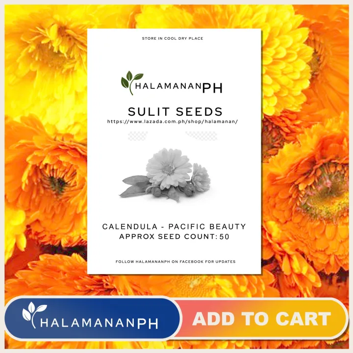 CALENDULA - PACIFIC BEAUTY FLOWER SULIT SEED PACK 50 SEEDS PER PACK [Halamanan PH] | Lazada PH