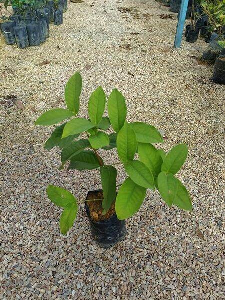 pokok jambu bertih merah | Lazada