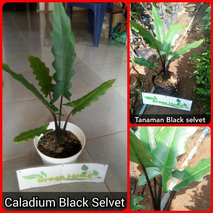 TUMBUHAN CALADIUM BLACK SELVET / TANAMAN HIAS RUMAH 1 PAKET ISI 2 ...