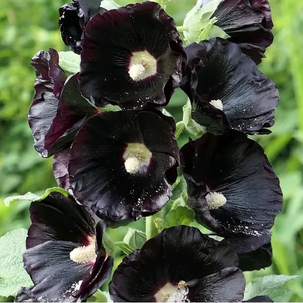 Black Hollyhock Flower Double-petal Hollyhock Garden Perennial Four ...