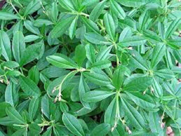 KULITIS SEED`S " PHILIPPINE SPINACH" TALILONG | Lazada PH