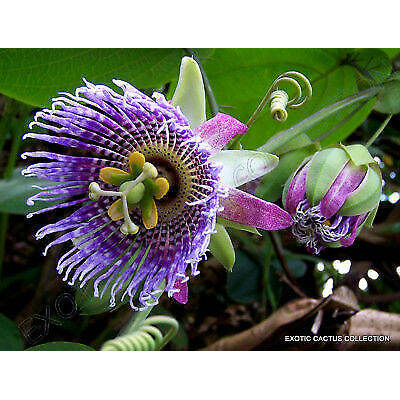 10 Seeds - Passiflora ligularis Sweet Passion Fruit - Sweet Granadilla ...