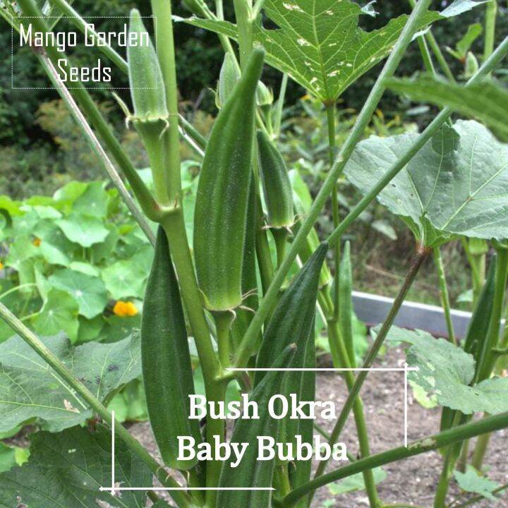 Baby Bubba Okra Seeds Seed Tanam Pasu, Bush Type, Jenis Renek, High ...