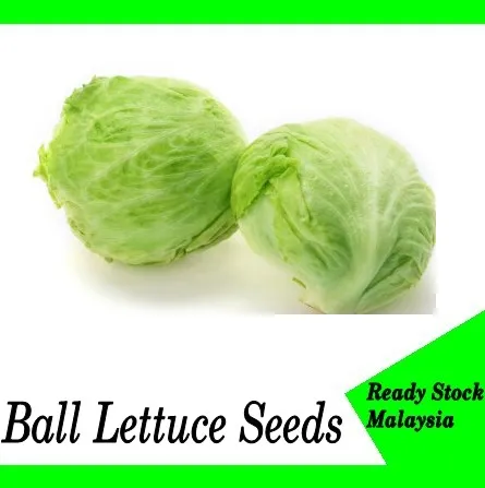 Ball Lettuce Vegetables Seeds 100pcs Biji Benih Sayur-Sayuran | Lazada