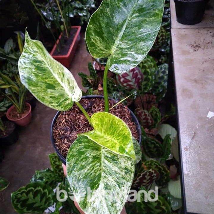 Tanaman Hias Philodendron Marble - Philo Marble - Bibit Philodendron ...