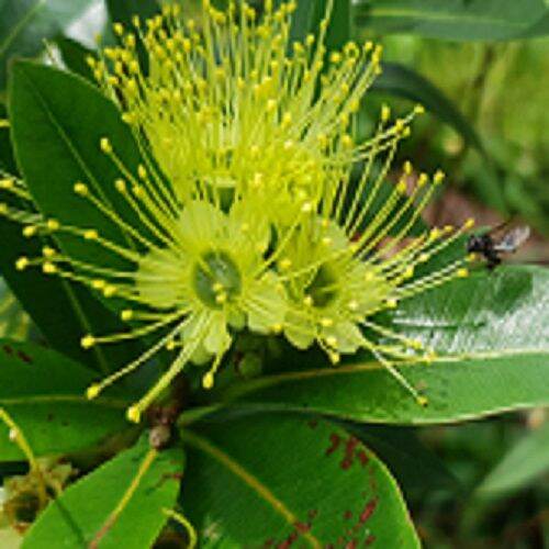 50 BENIH [SEGAR] Golden Penda Flower Tree🌻 Honey Plant🐝黄金熊猫花树苗🌻蜜源植物🐝 ...