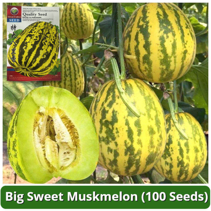 High Yield Super Sweet Big Muskmelon Seeds (100 Seed) Early-maturing ...