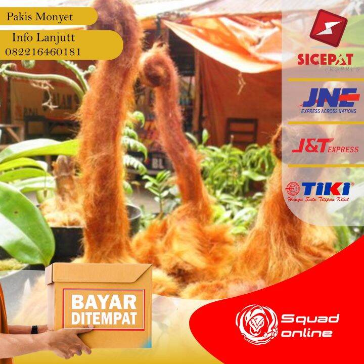 TANAMAN HIAS PAKIS MONYET / TANAMAN HIAS PAKIS EKOR / MONYET PAKIS HIAS ...