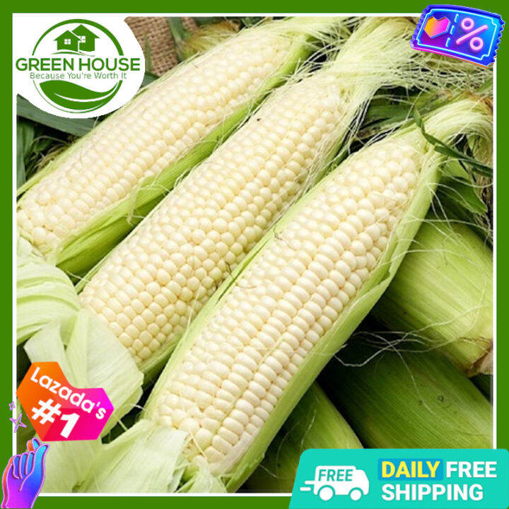 Green House - White Lagkitan Corn Seeds for Planting Vegetable Plants ...
