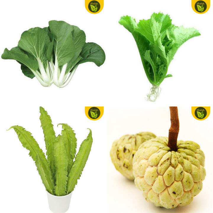 all in! 4 in 1 pack seeds binhi pantanim 100 pechay 100 mustasa 7 ...