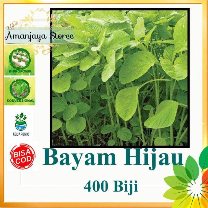 Benih BAYAM HIJAU MAESTRO Panah merah 400 biji | Lazada Indonesia