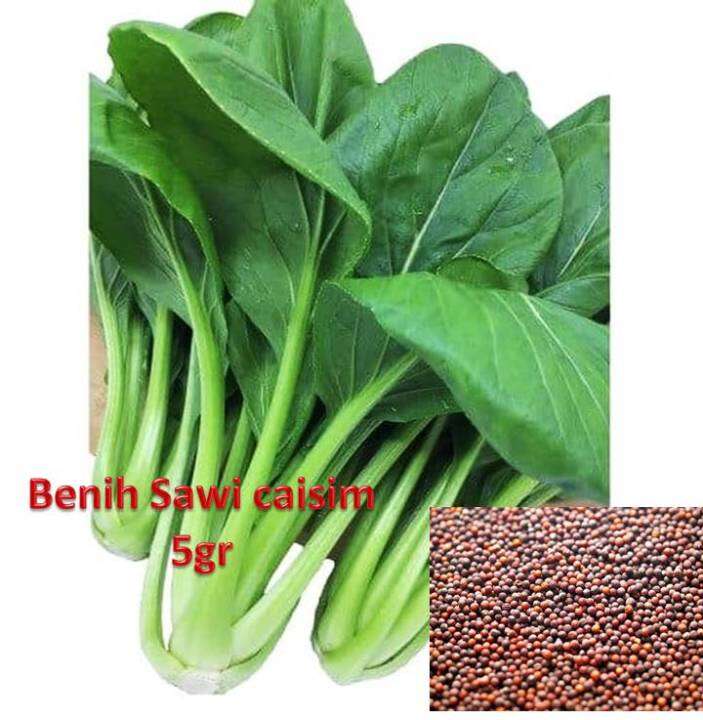 Benih Biji Caisim hijau (sayuran sawi hijau) 5gr | Lazada Indonesia