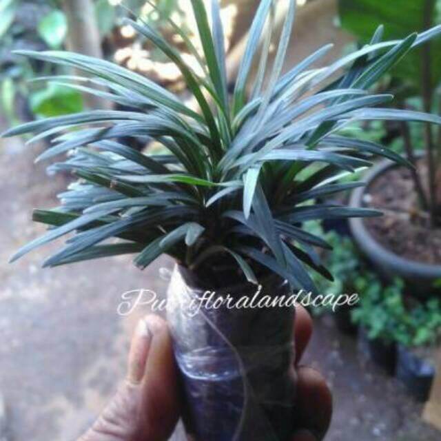 tanaman hias kucai mini-rumput kucai mini-kucai mini | Lazada Indonesia tanaman hias kucai mini-rumput kucai mini-kucai mini | Lazada Indonesia